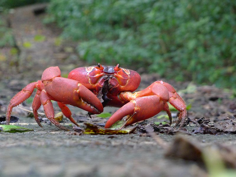 15 Cracking Facts About Crabs - Fact City