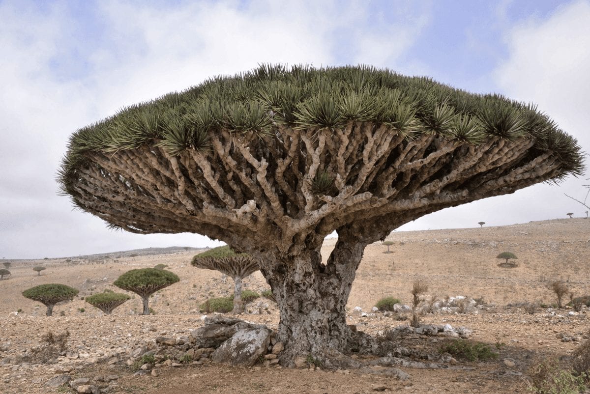 15 Seriously Cool Facts About Sana’a - Fact City