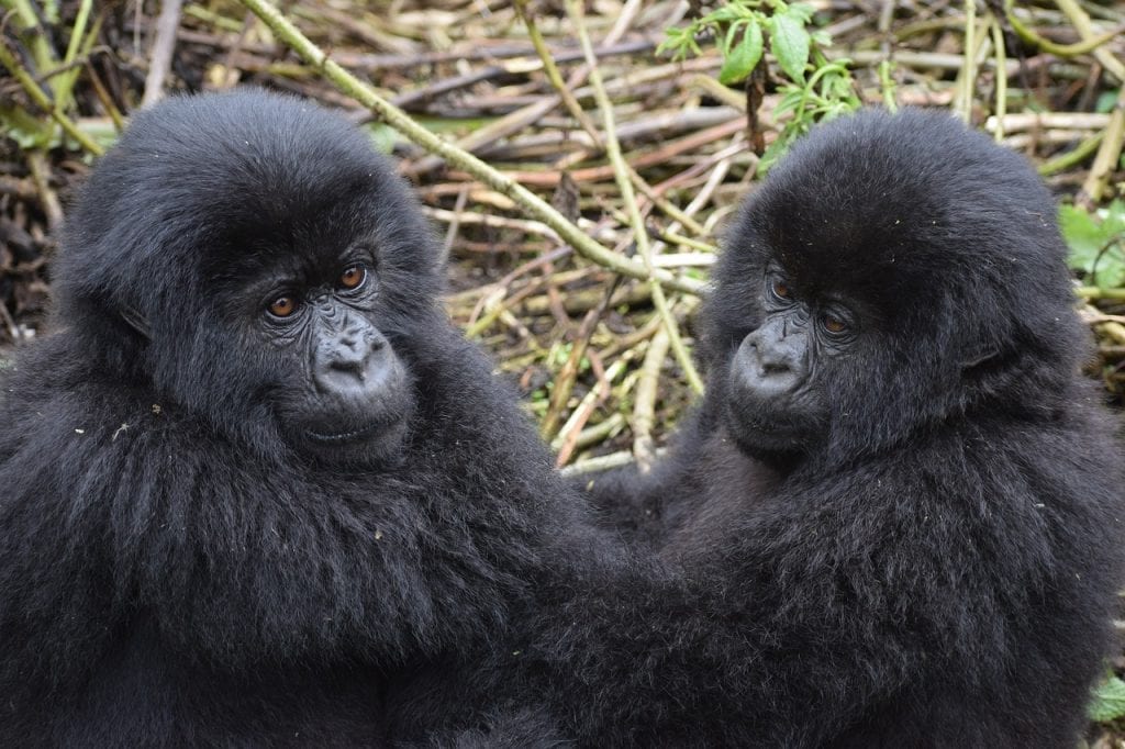 18 Useful Facts About Uganda - Fact City