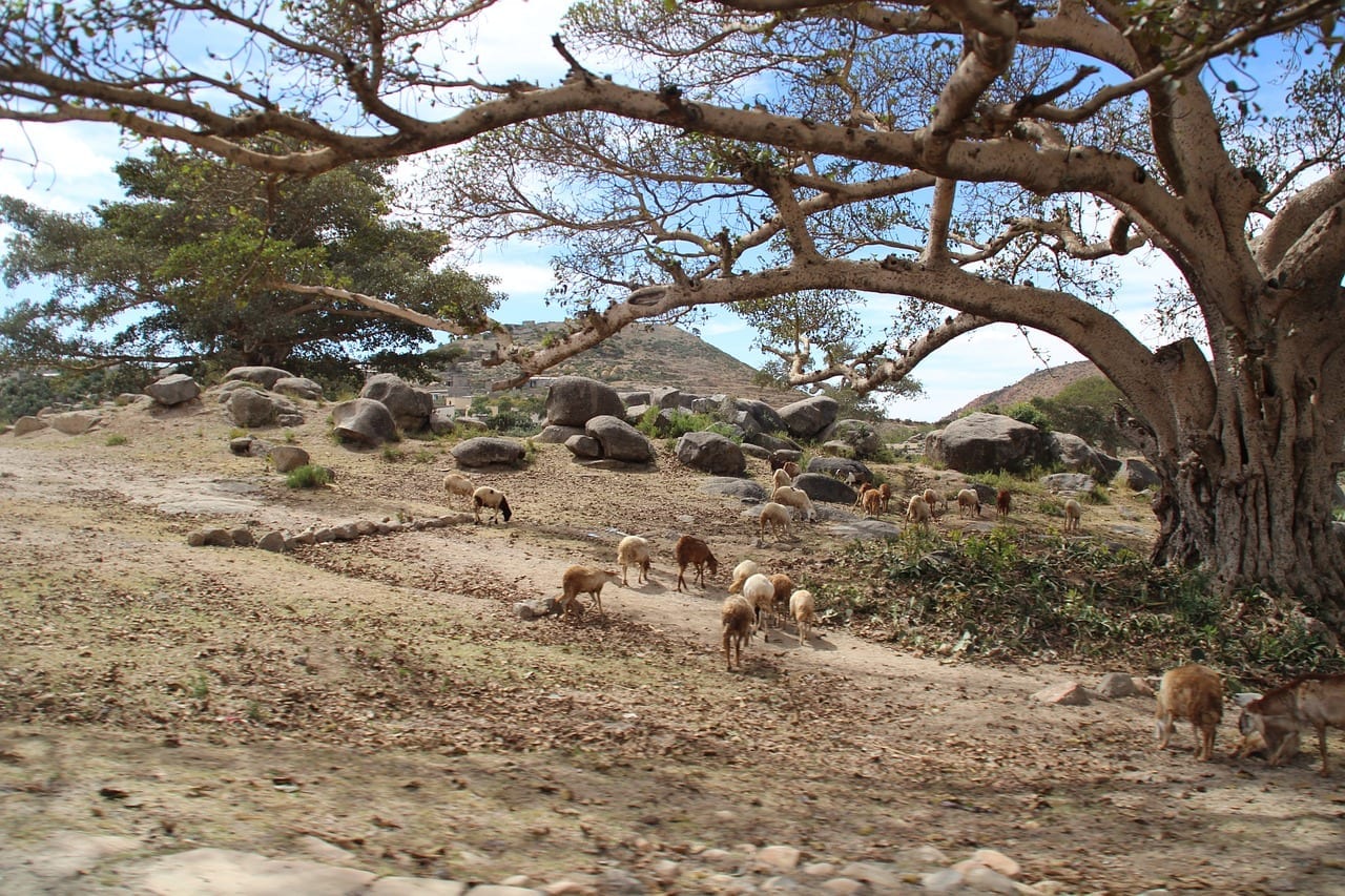 15 Exciting Facts About Eritrea | Fact City