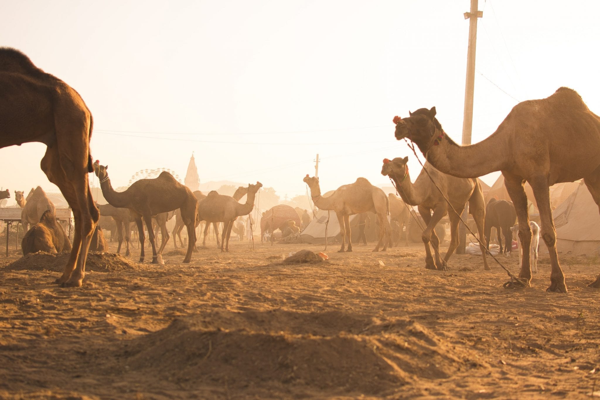 15 Cultural Facts About Chad - Fact City 15 Cultural Facts About Chad - Fact City