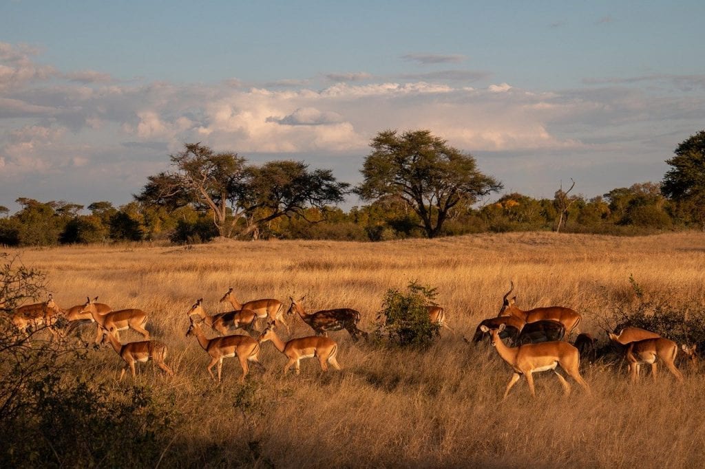 35 Fun Facts About Zimbabwe - Fact City