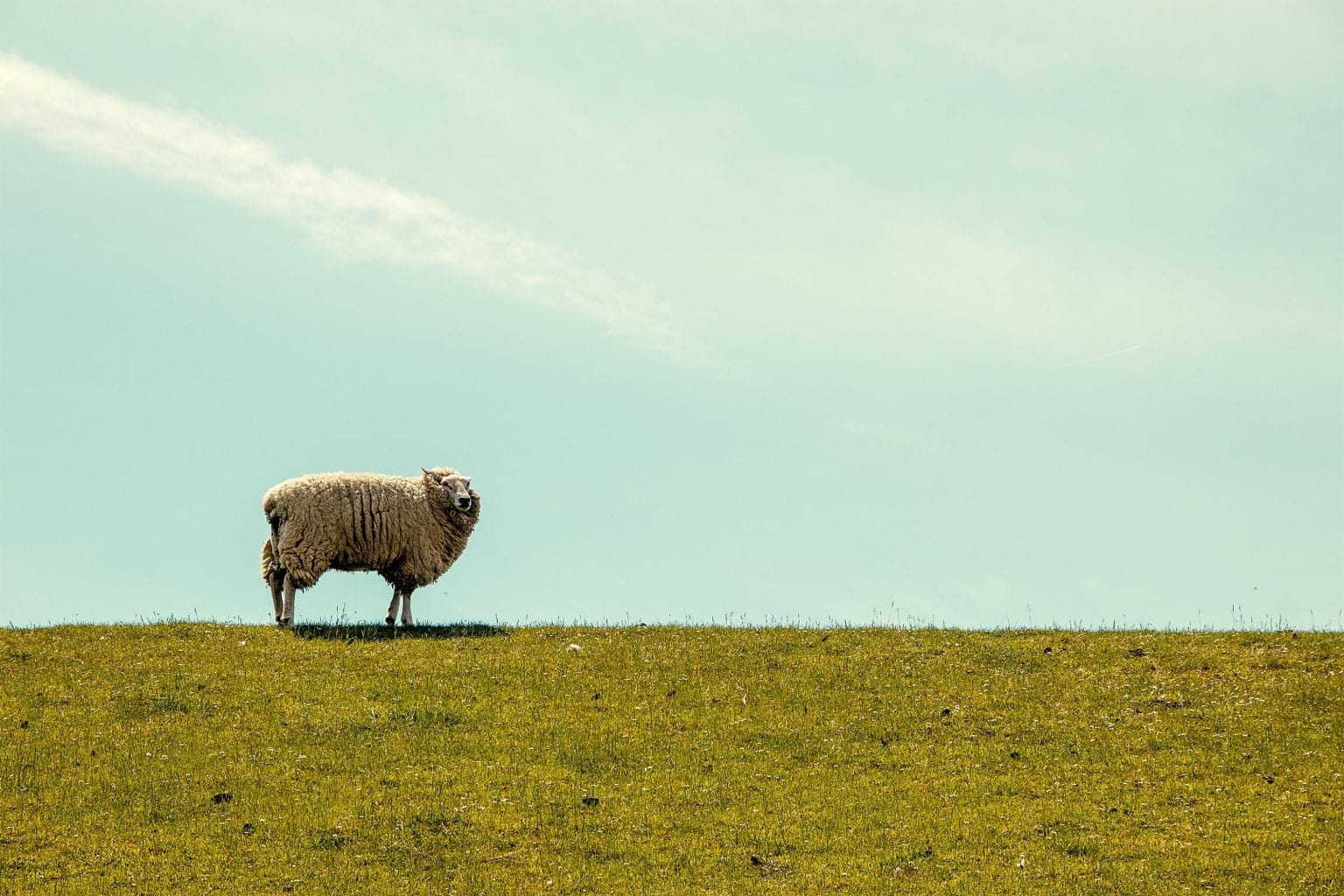 14 Fun Facts About Sheep | Fact City
