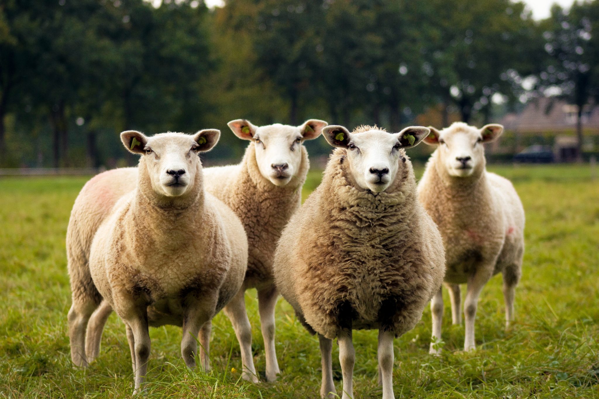 14 Fun Facts About Sheep | Fact City