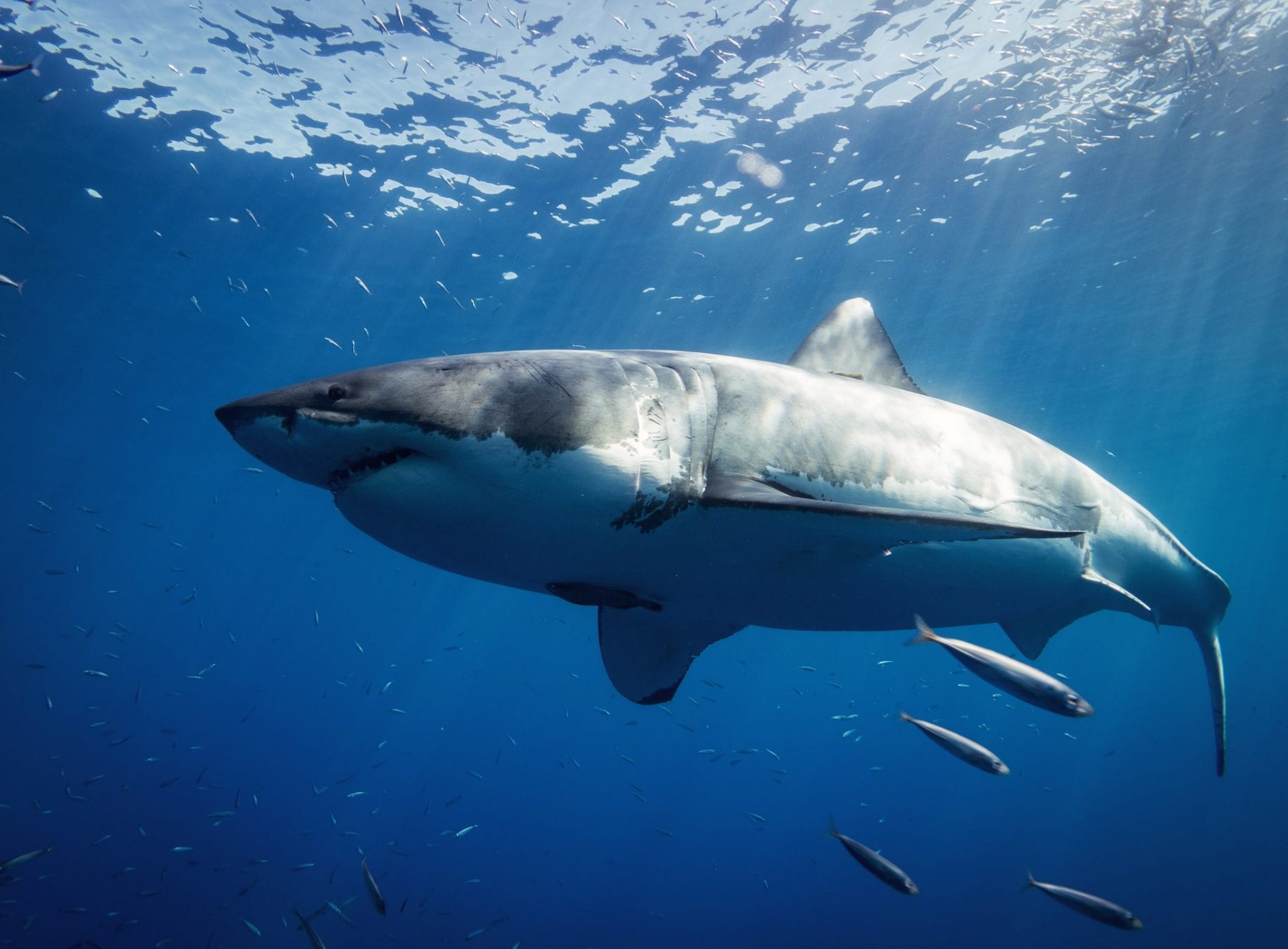 28 Jaw-Dropping Facts About Sharks - Fact City