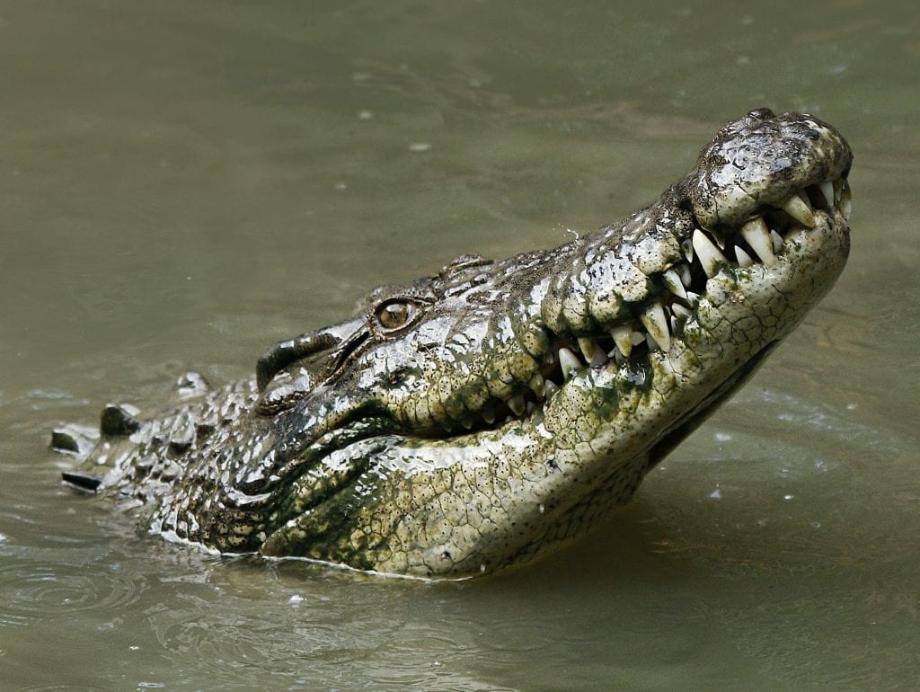 20 Fun Facts About Crocodiles | Fact City