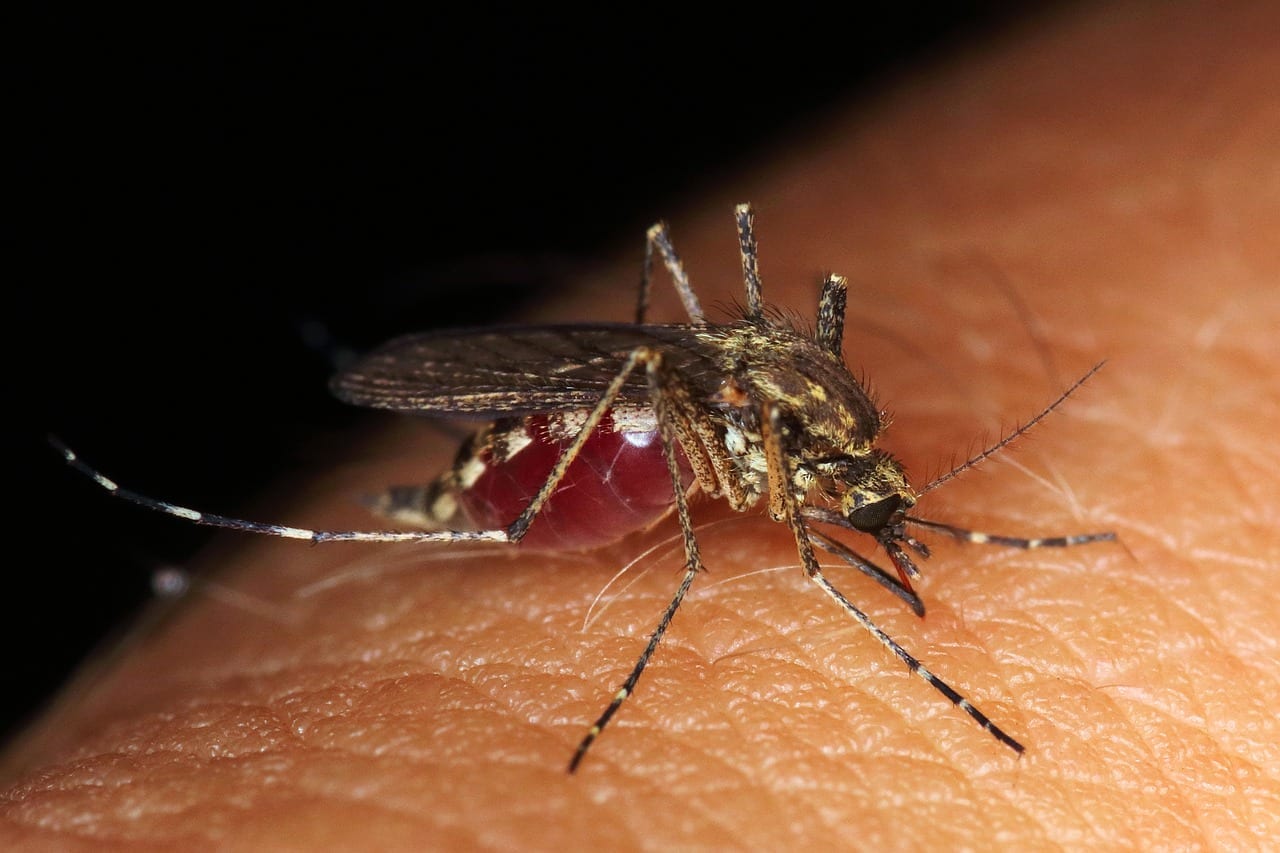 22 Not So Fun Facts About Mosquitoes | Fact City