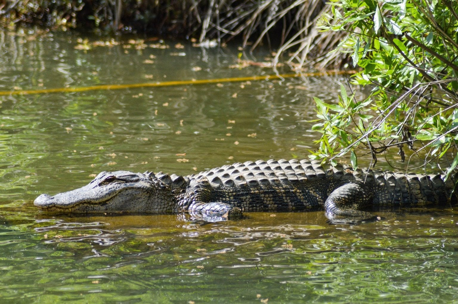🐊 10 Key Differences Between Alligators and Crocodiles That Will ...