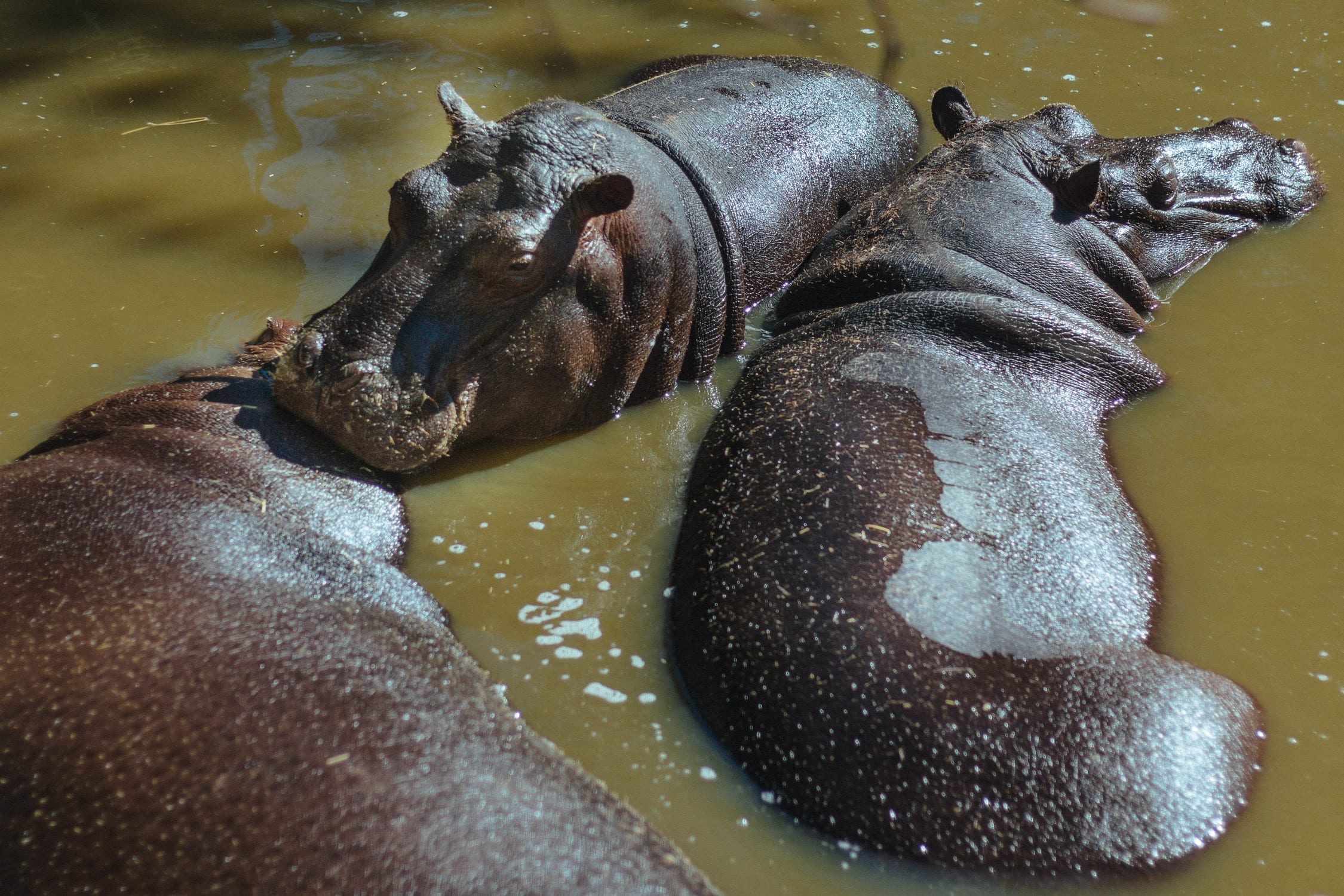 16 Facts about Hippopotamuses | Facts