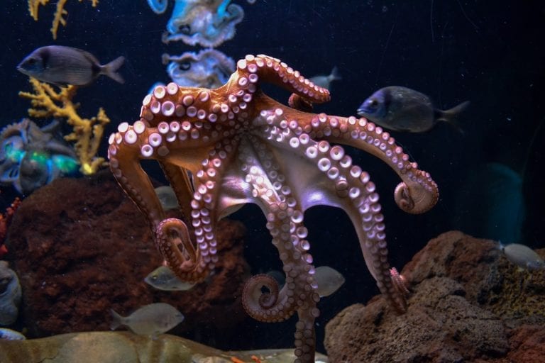 15 Fun Facts About Octopus - Fact City
