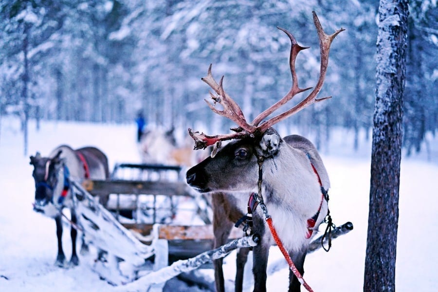 11 Fun Facts About Reindeer | Fact City