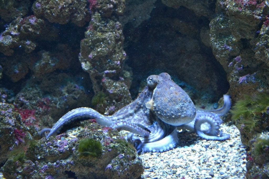 15 Fun Facts About Octopus - Fact City
