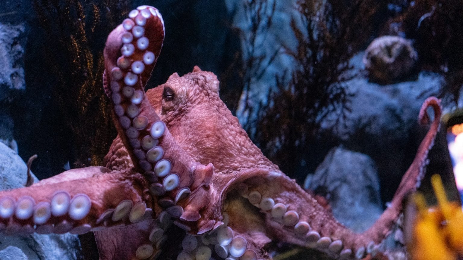 15 Fun Facts About Octopus - Fact City