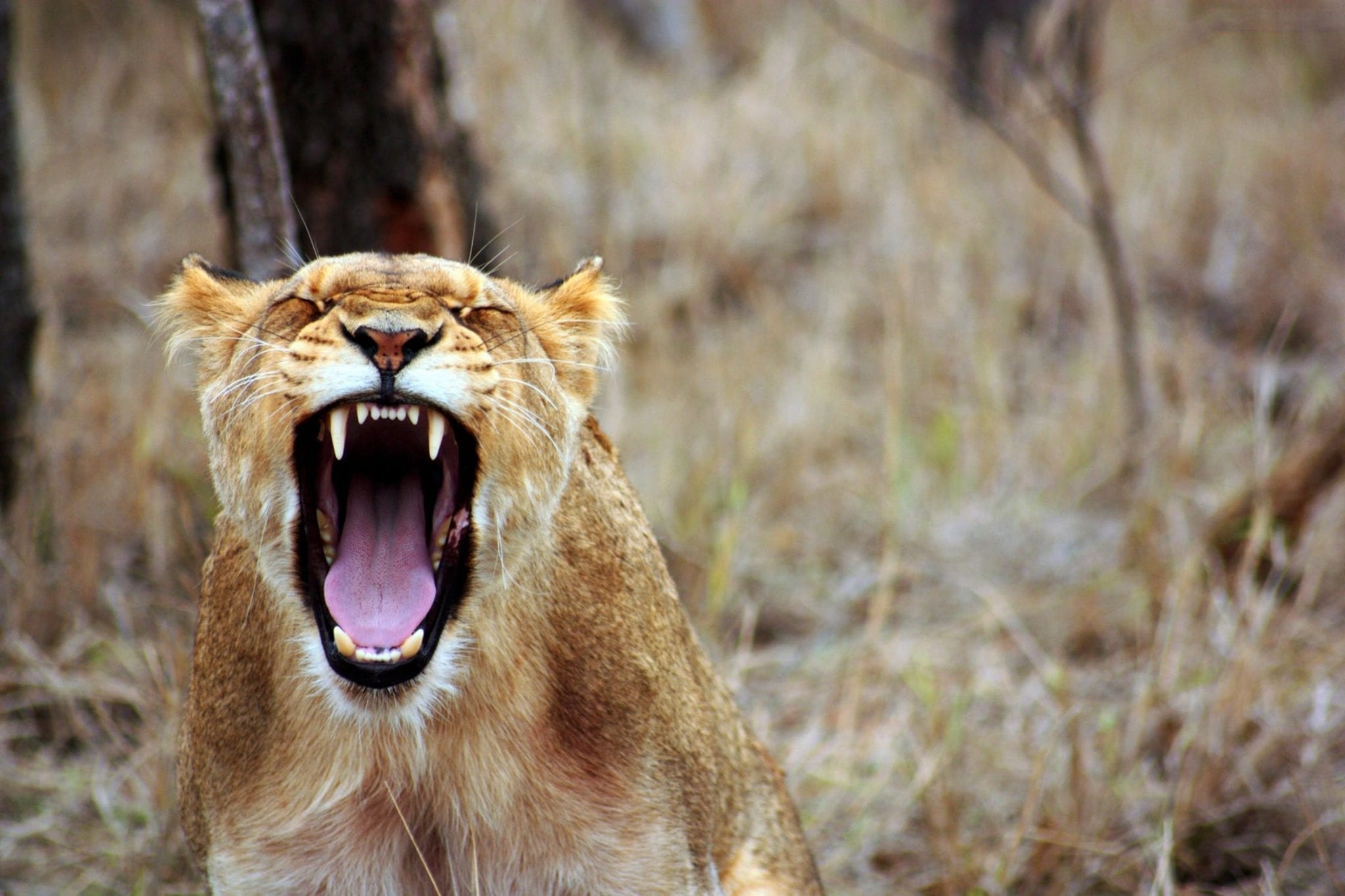 36 Interesting Facts About Lions - Fact City