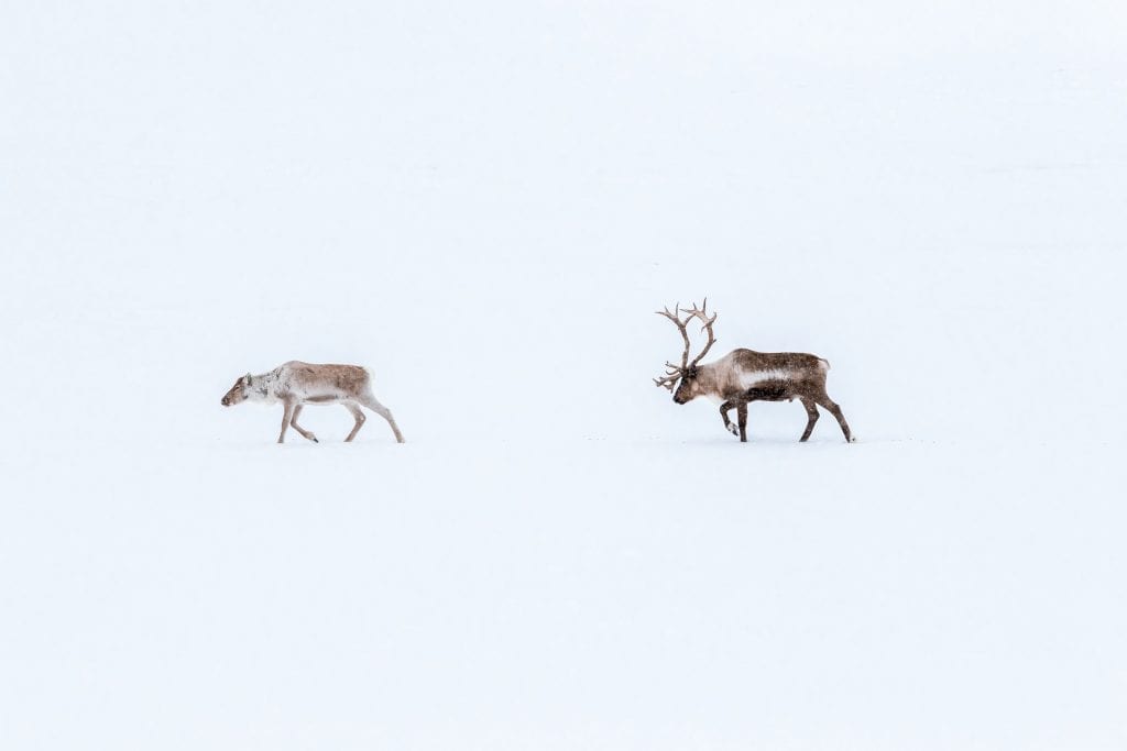 11 Fun Facts About Reindeer | Fact City
