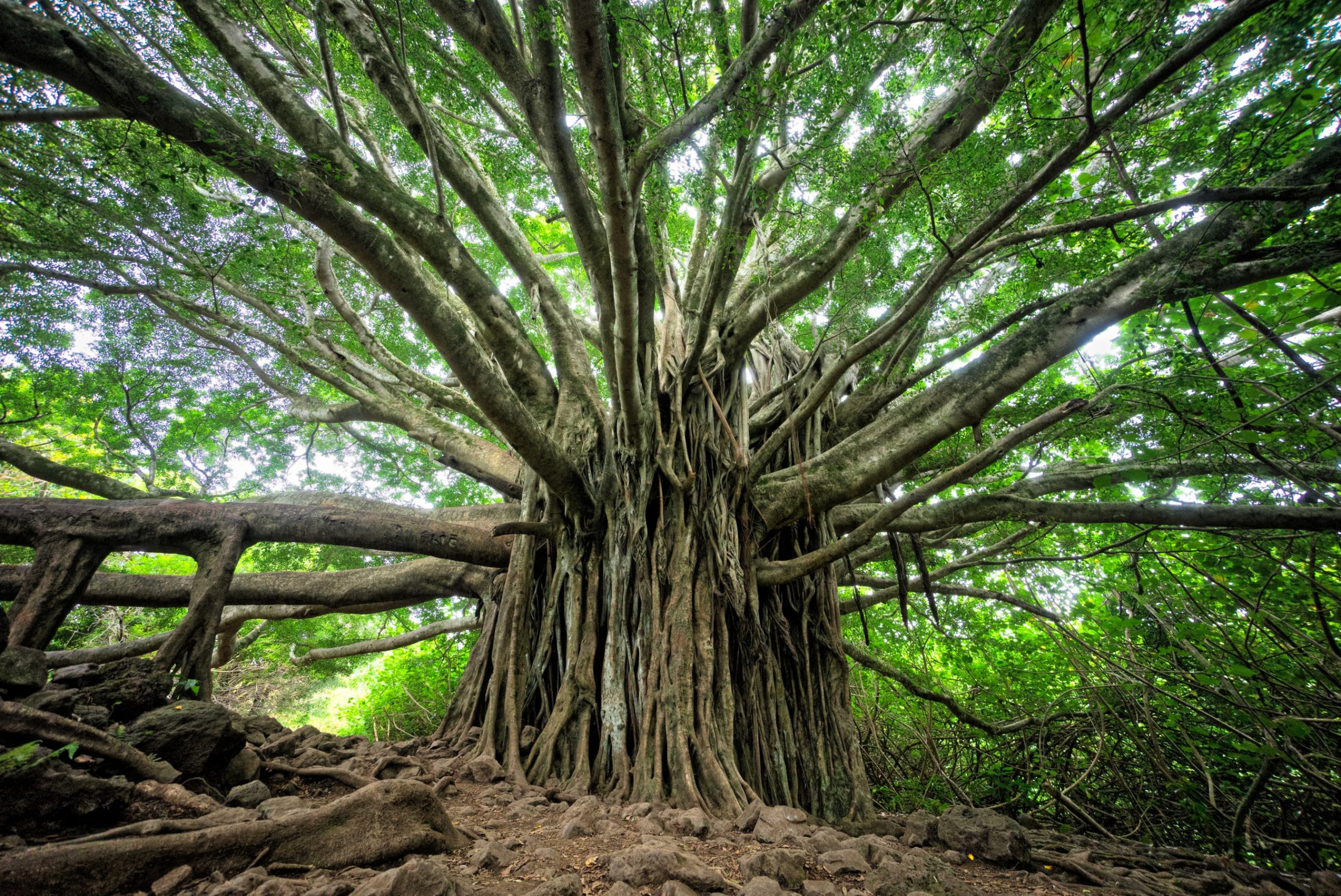 Facts About Tree Roots
