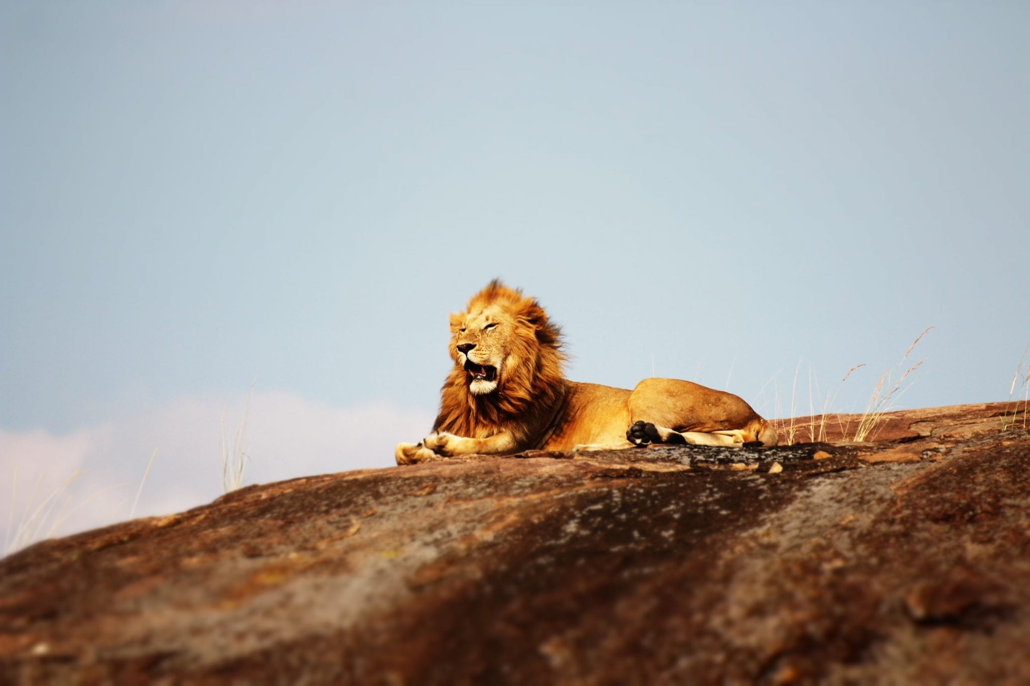 36 Interesting Facts About Lions - Fact City