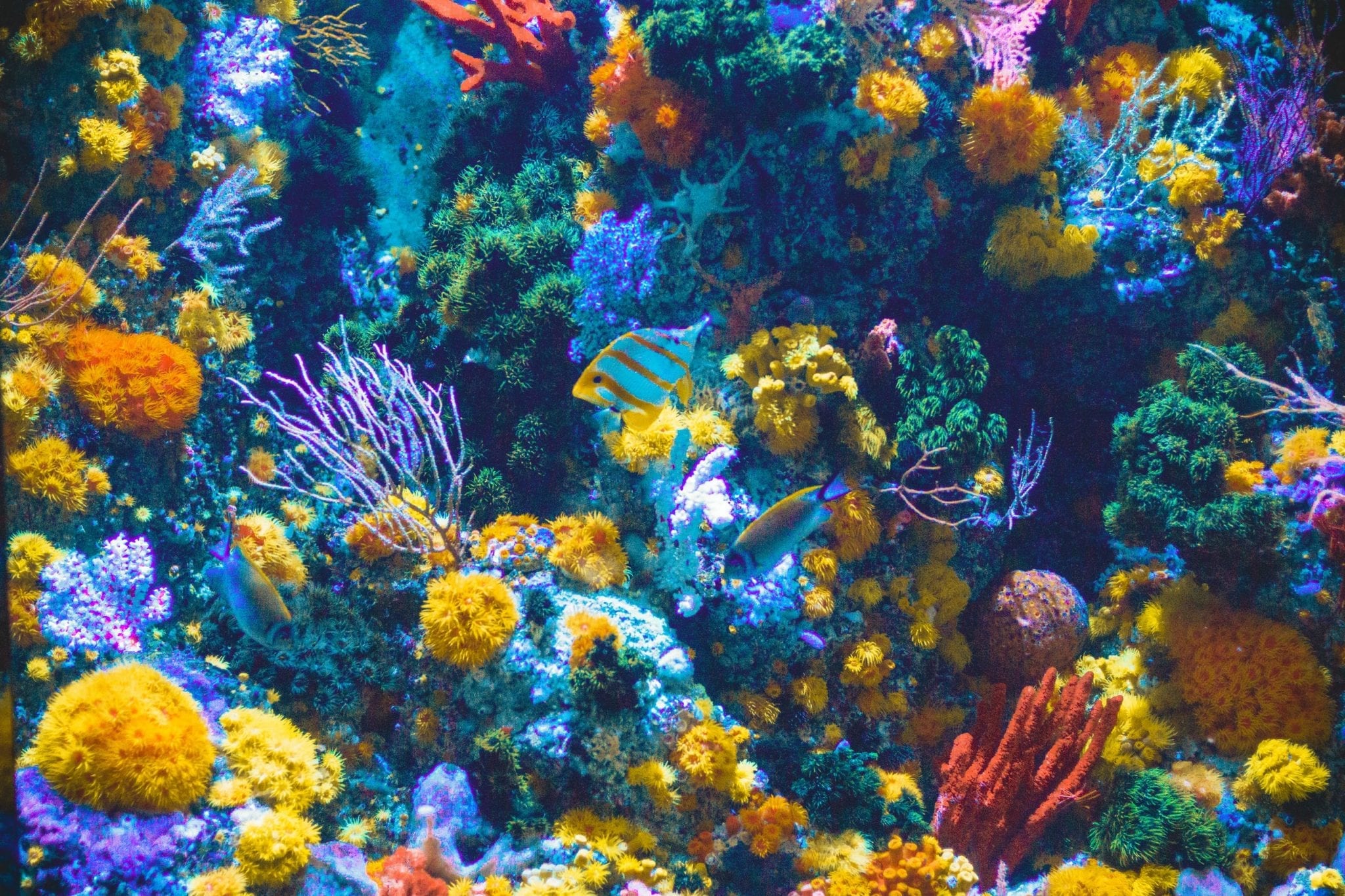 13 Fun Facts about Coral Reefs | Fact City