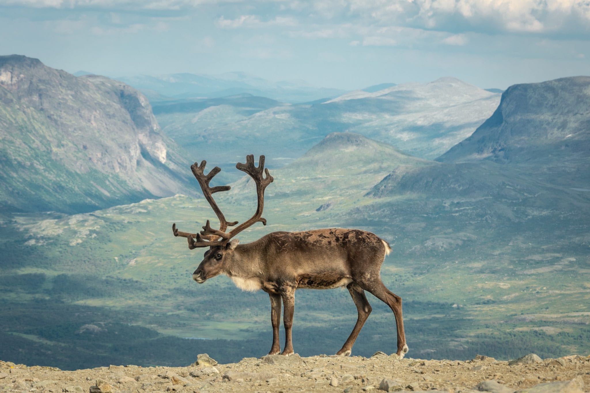 11 Fun Facts About Reindeer | Fact City