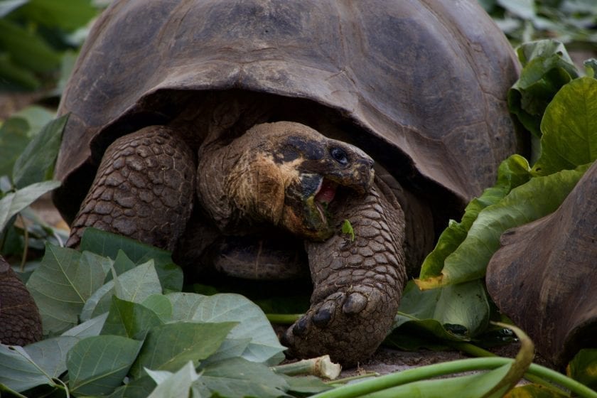 10 Fun Facts about Galapagos Tortoises - Fact City