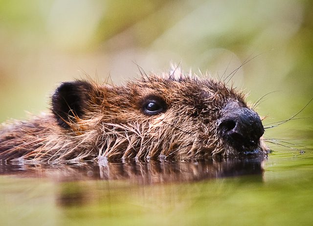 10 Fun Facts About Beavers - Fact City