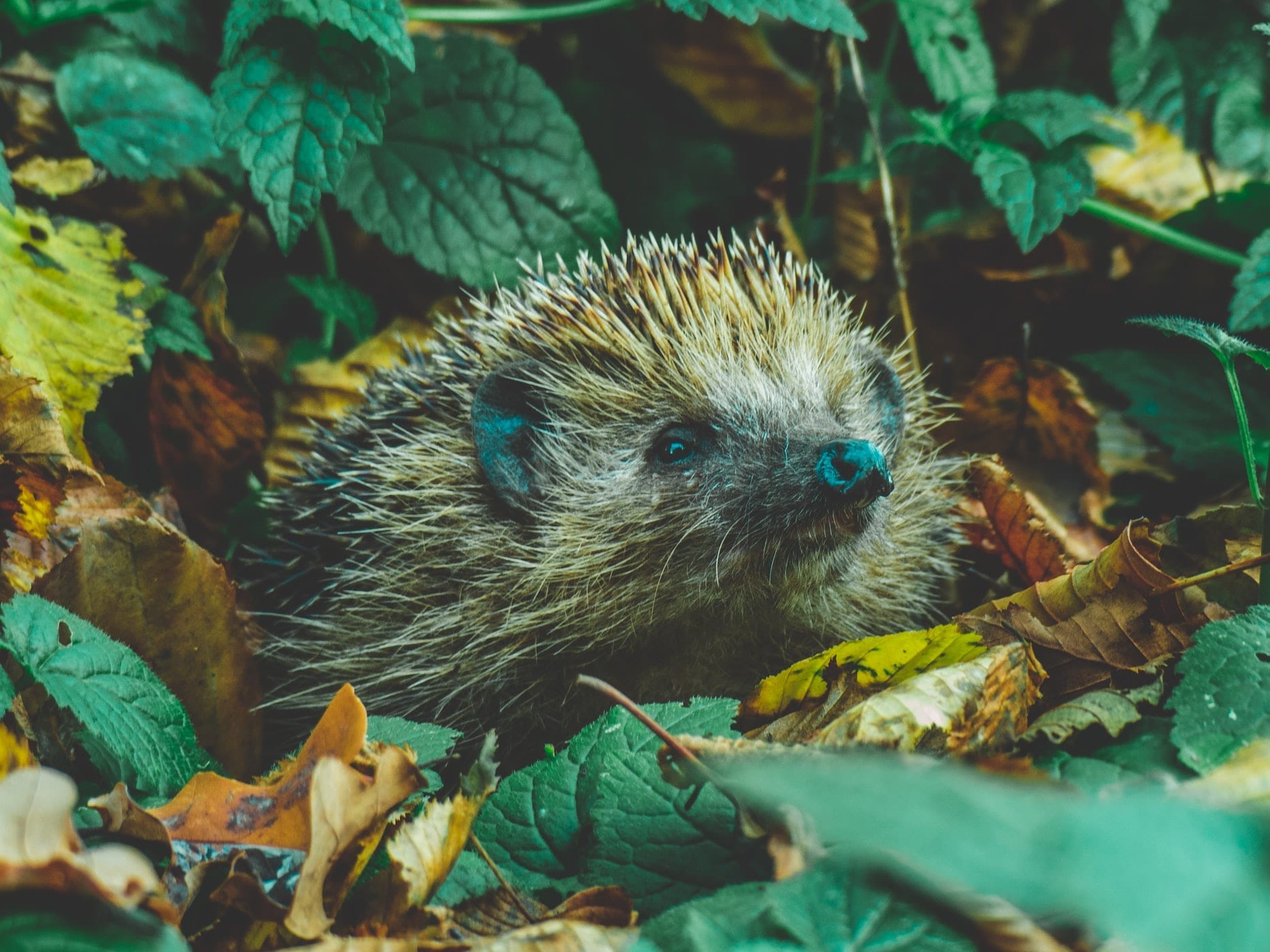 14 Prickly Facts About Hedgehogs - Fact City