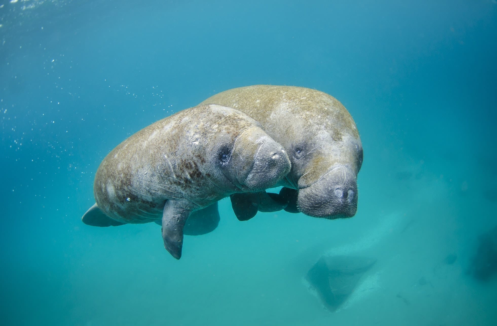 16 Marvellous Facts About Manatees - Fact City