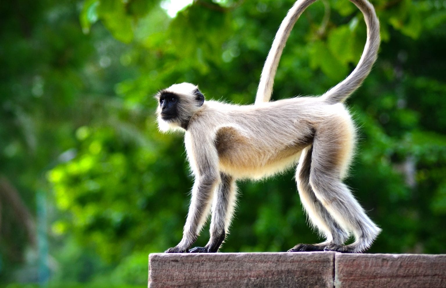9 Facts About The Spider Monkey You Won't Read Anywhere Else | Fact City