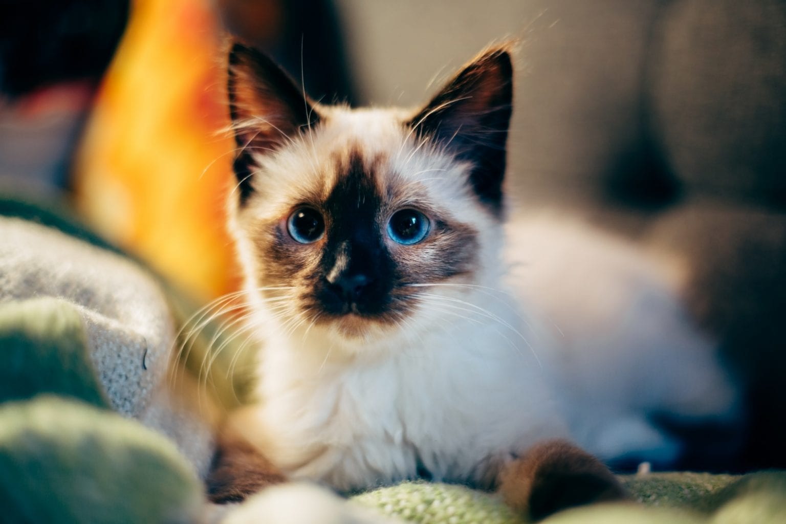 20 Fun Facts about Cats | Fact City