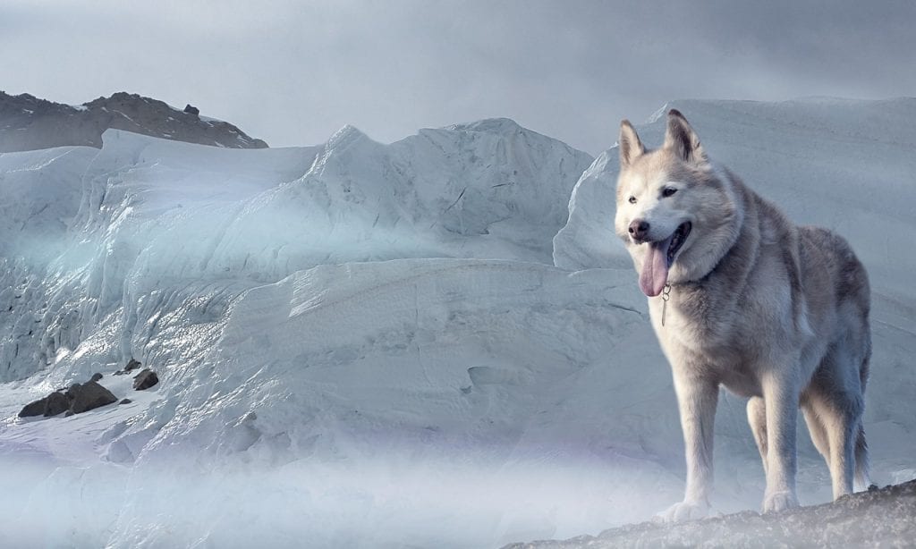 16 Fun Facts About Siberian Huskies - Fact City
