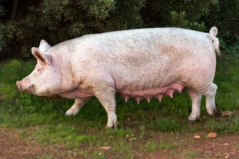 30 Fun Facts About Pigs Fact City