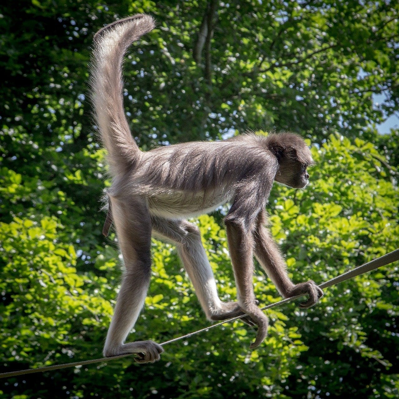 9 Facts About The Spider Monkey You Won't Read Anywhere Else | Fact City