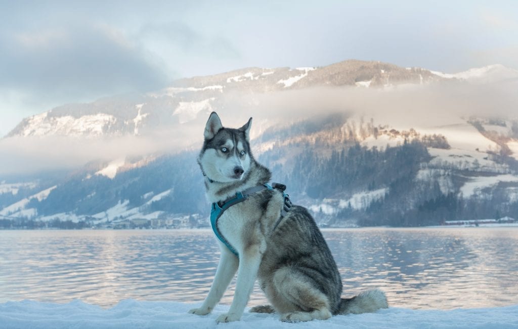 16 Fun Facts About Siberian Huskies - Fact City