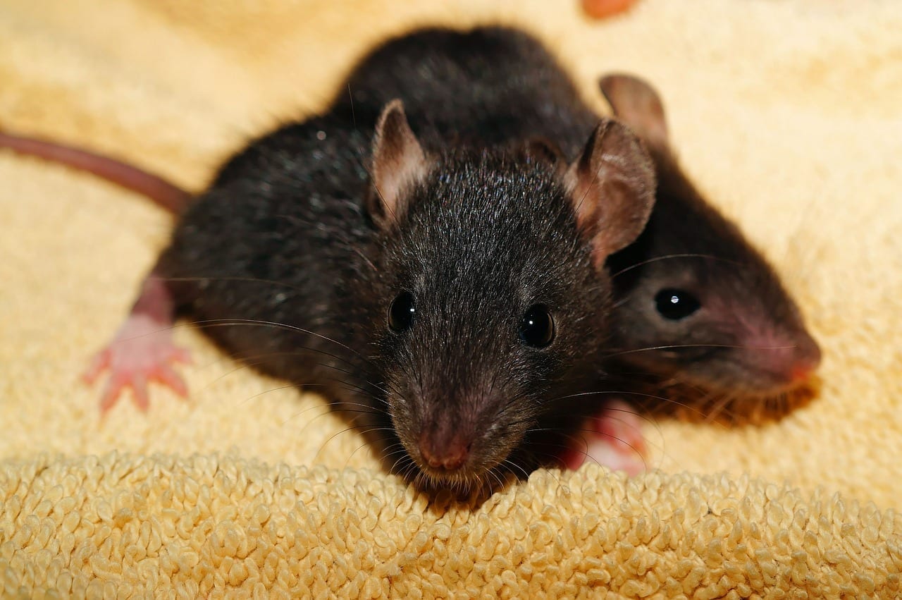10 Refreshing Facts About Rats - Fact City