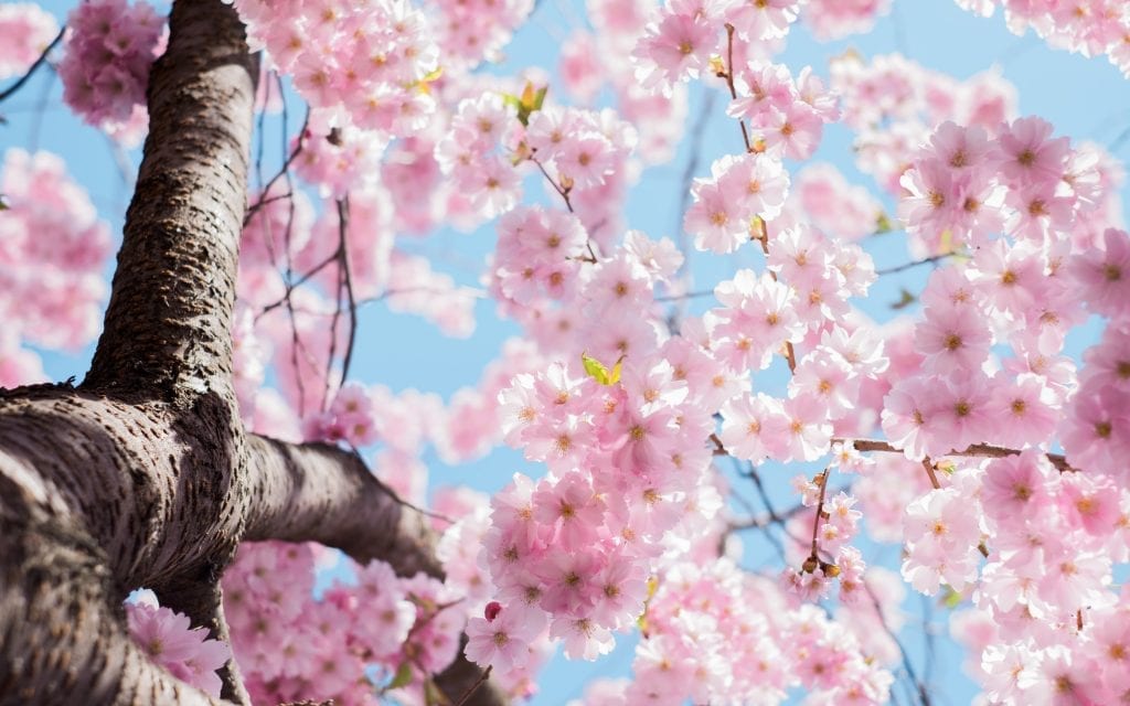 10 Spectacular Facts About Spring - Fact City