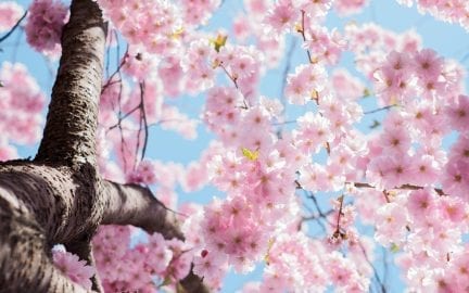 10 Spectacular Facts About Spring - Fact City