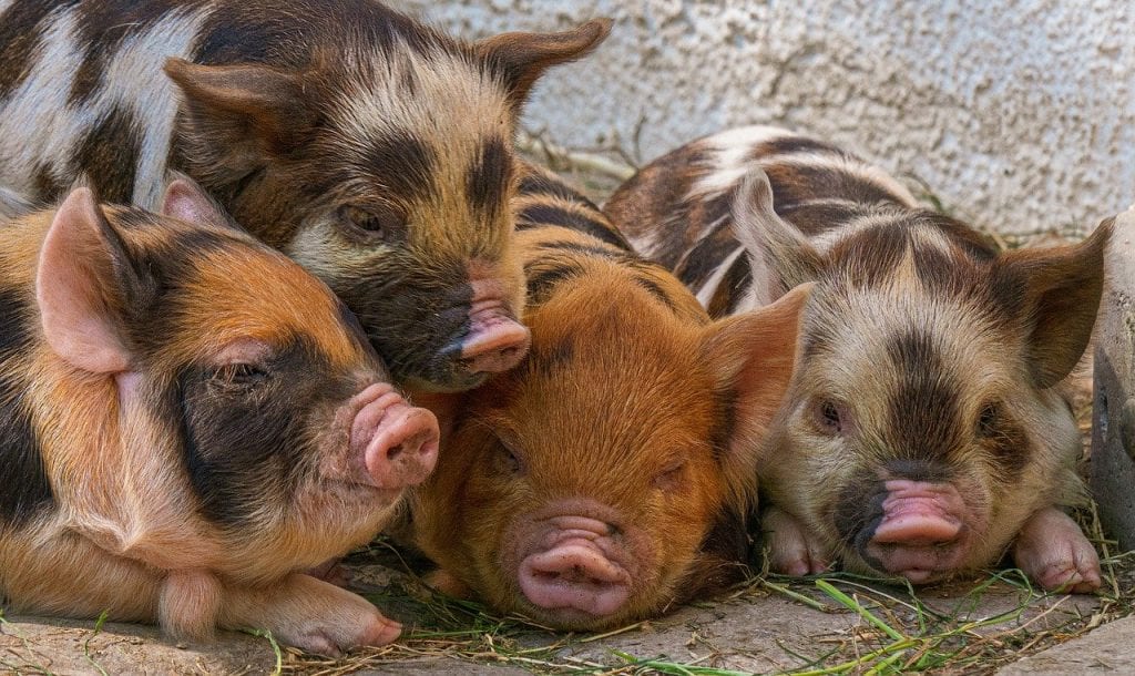 30 Fun Facts About Pigs Fact City