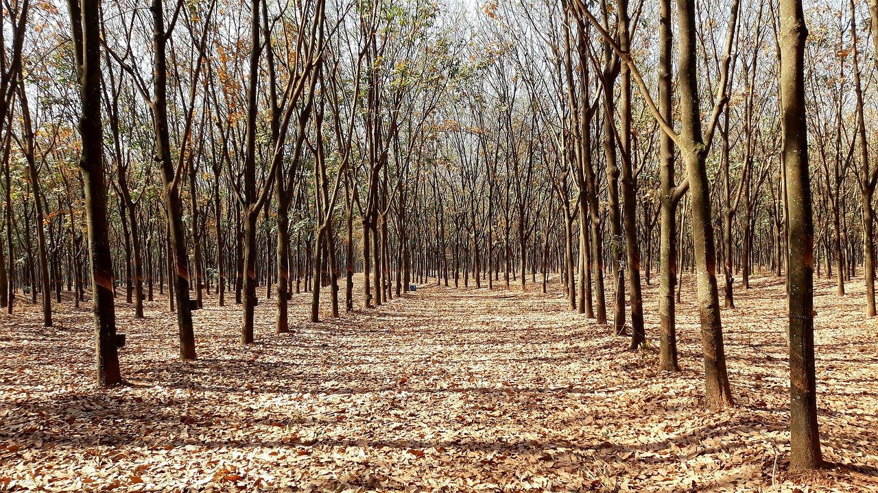 14 Remarkable Facts About Rubber Trees | Fact City