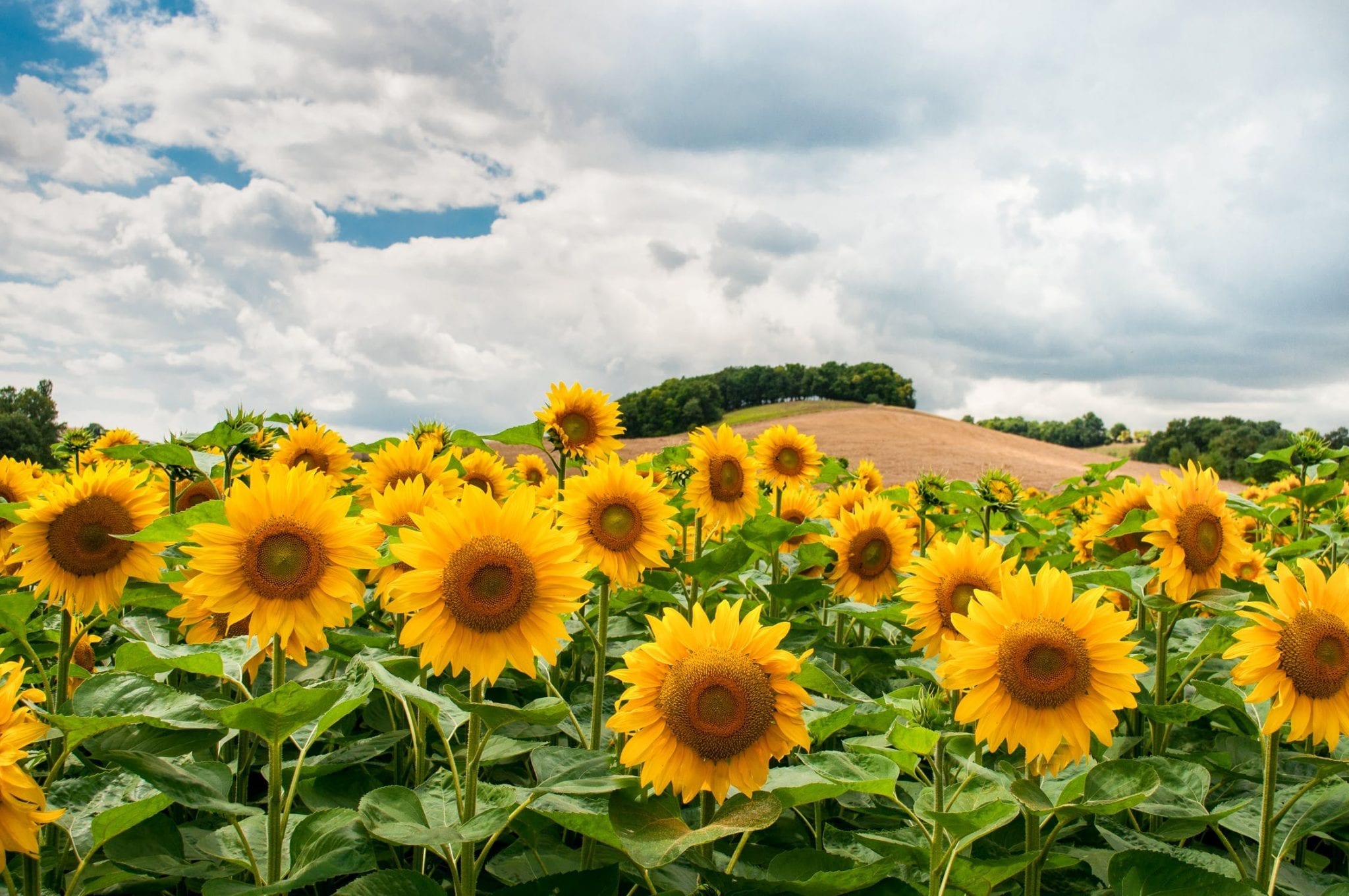 12 Striking Facts About Sunflowers - Fact City