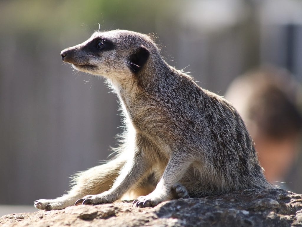 16 Magical Facts About Meerkats - Fact City