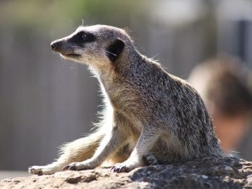 16 Magical Facts About Meerkats - Fact City