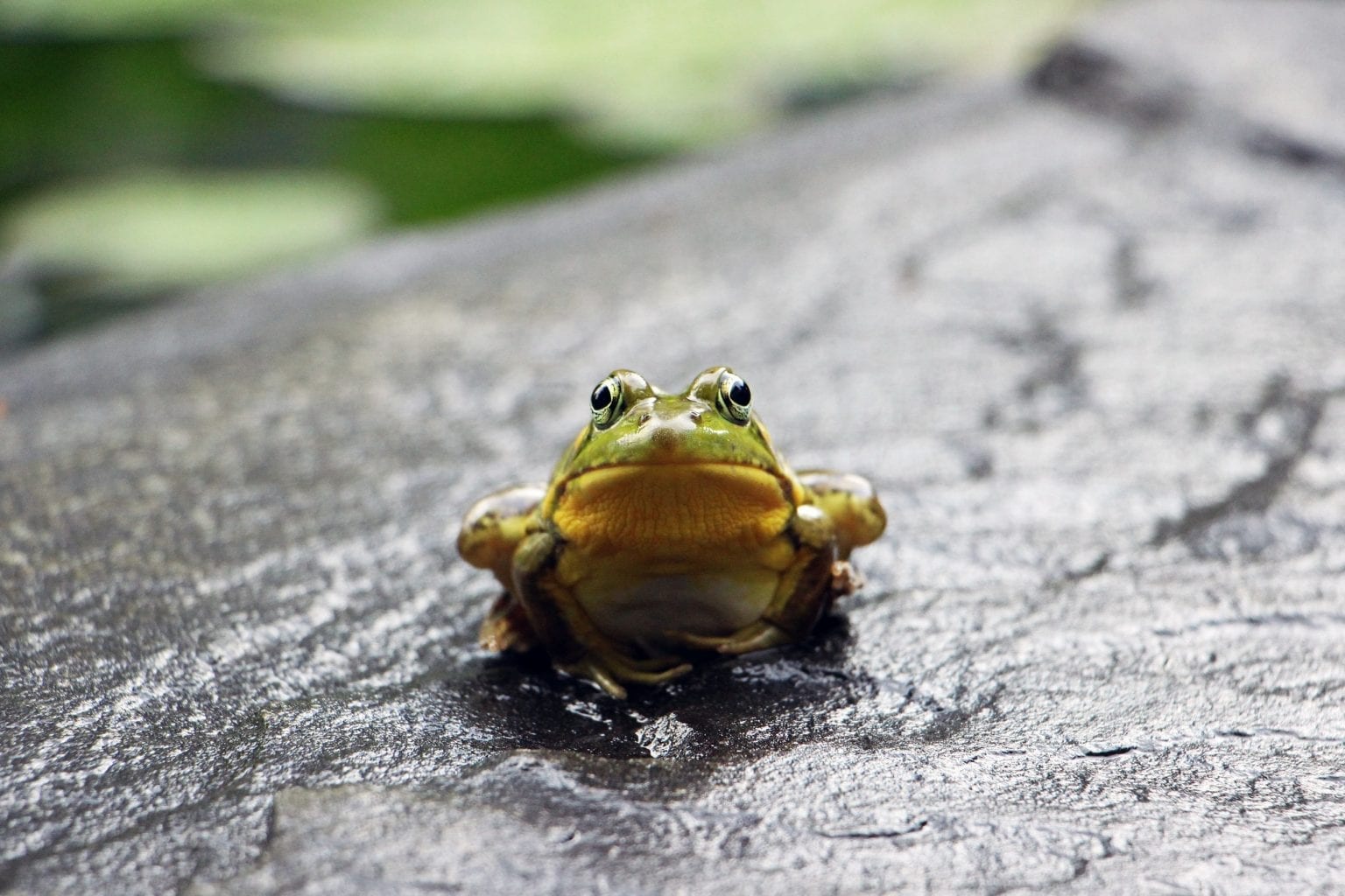 13 Fun Facts About Frogs - Fact City