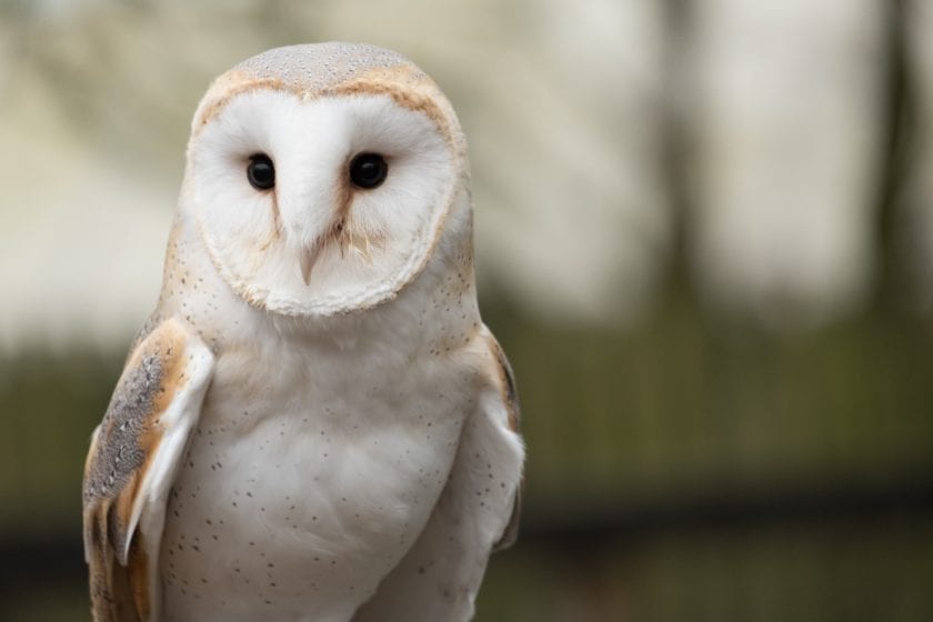 17 Alluring Facts About Owls - Fact City