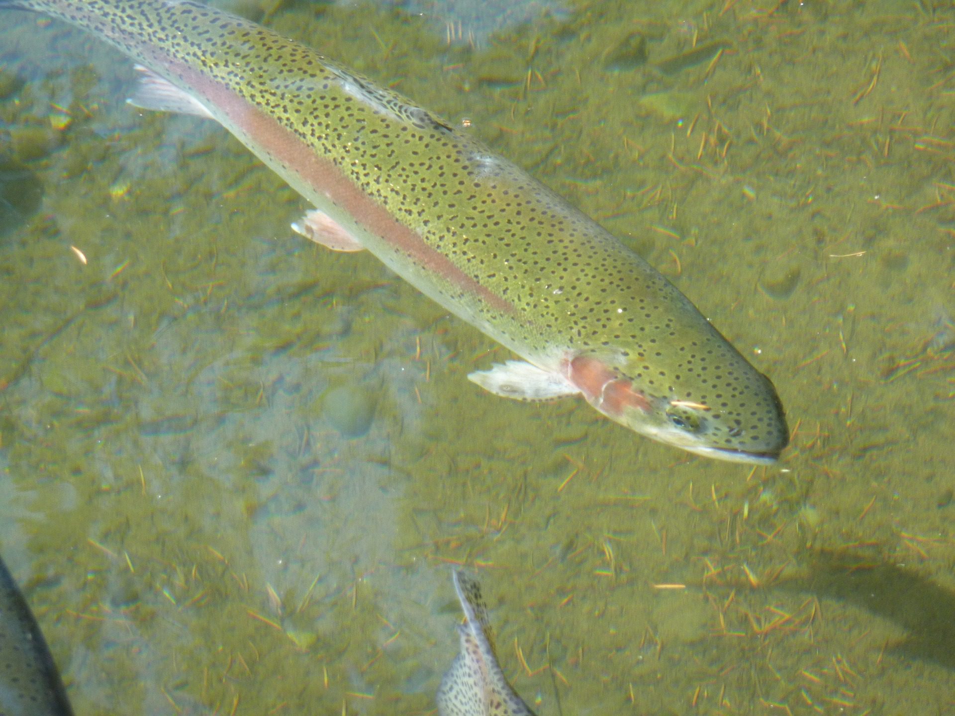 14 Interesting Facts About Rainbow Trout - Fact City