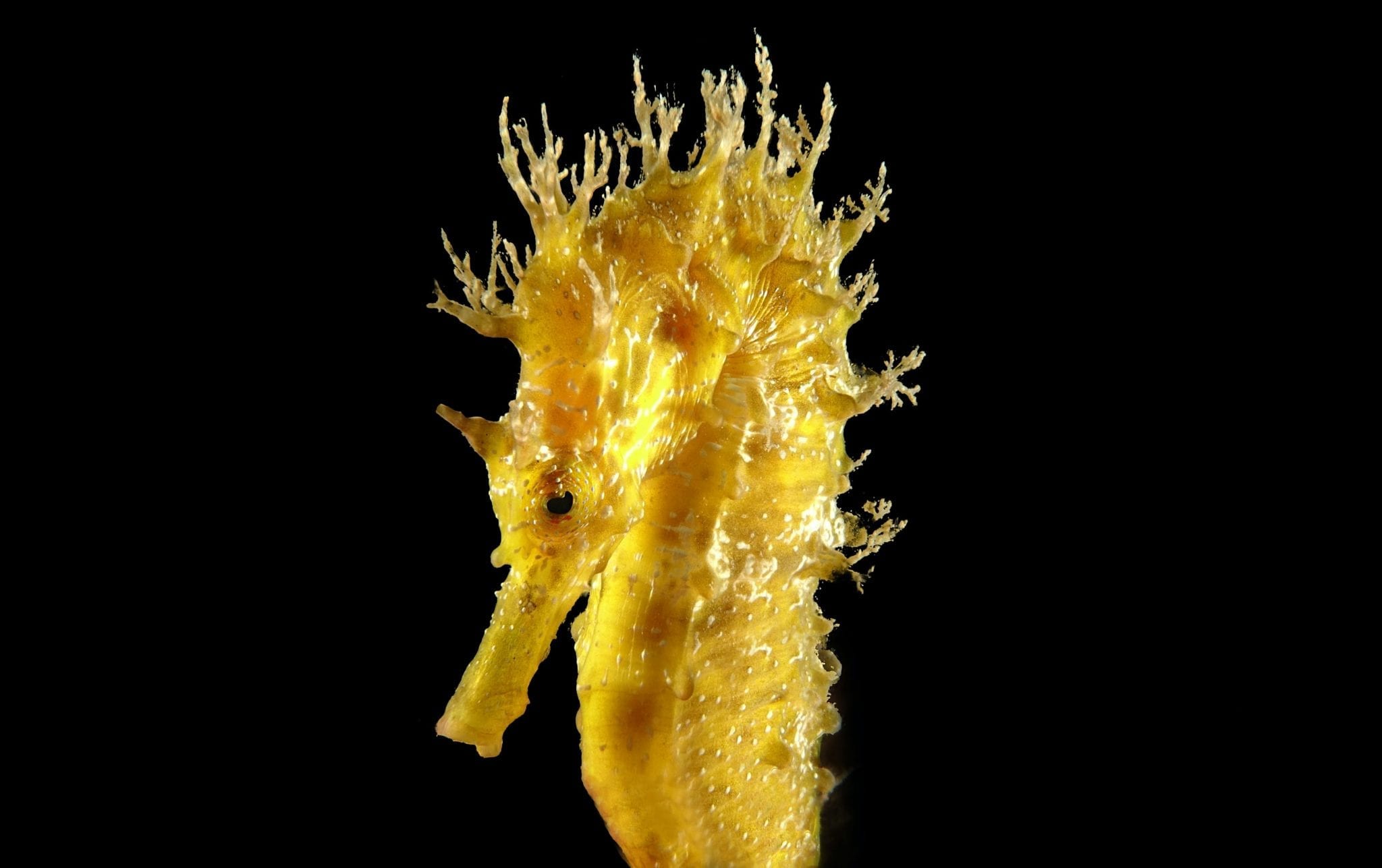 14 Sensational Facts About Seahorses - Fact City