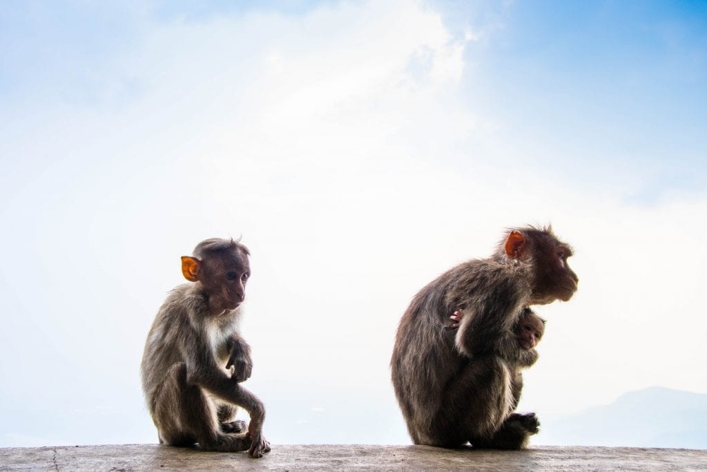 15 Cheeky Facts About Monkeys | Fact City