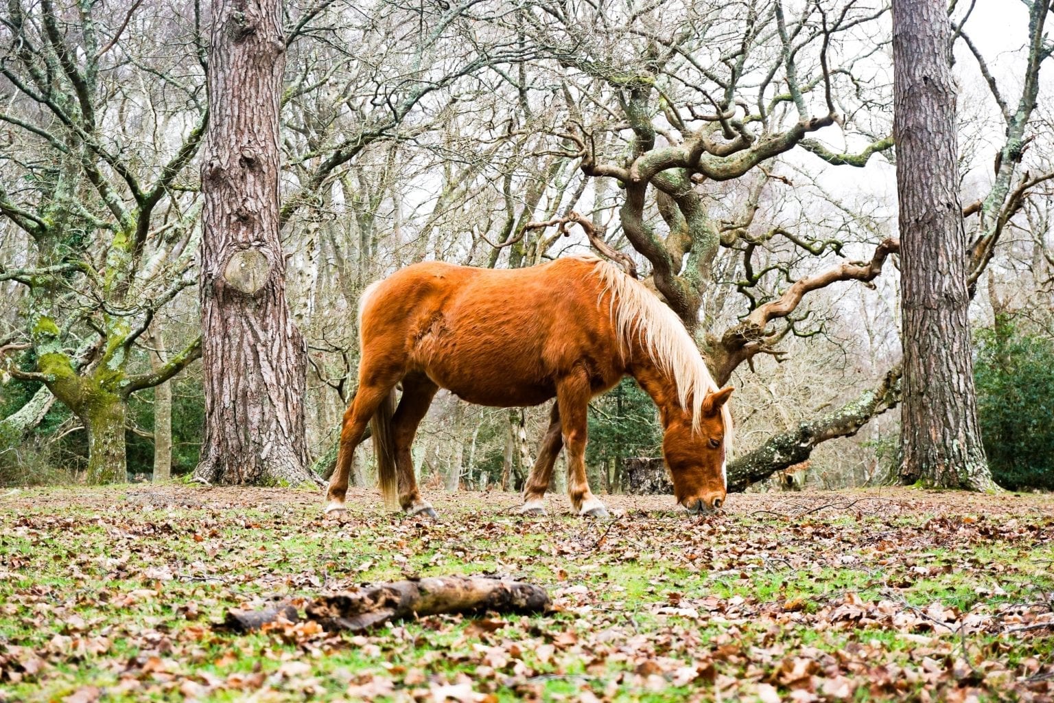 14 First Class Facts about The New Forest - Facts