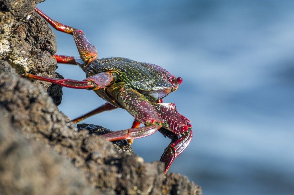 15 Cracking Facts About Crabs - Fact City