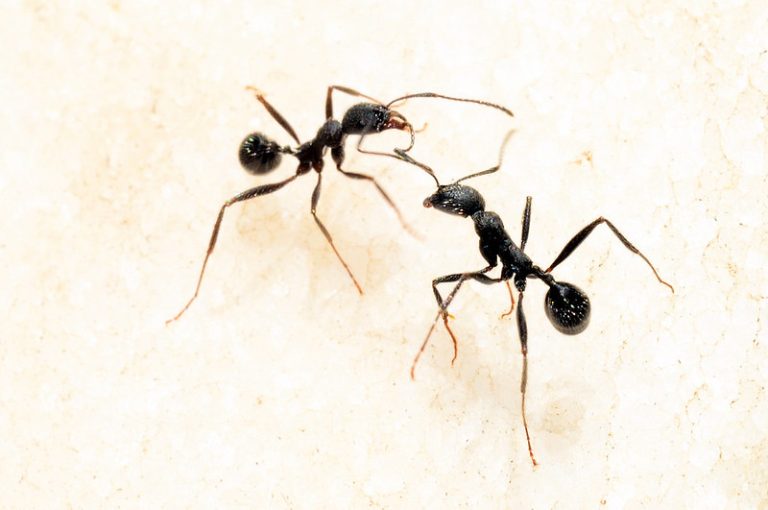 11 Awesome Facts About Ants - Fact City