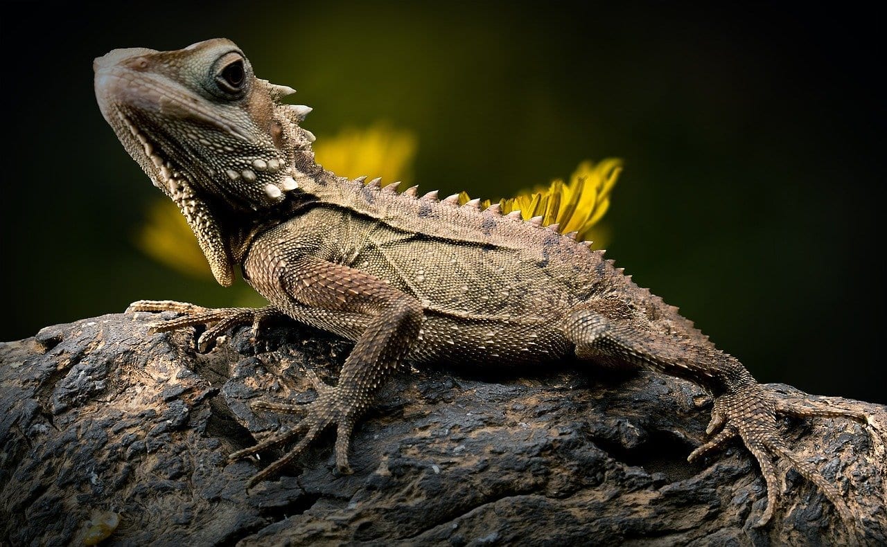 11 Little-Known Facts About Lizards - Fact City